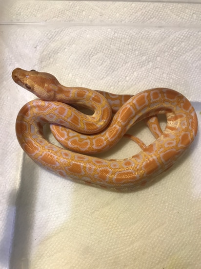 Albino Burm Burmese Python by Dr. Larry's Reptiles