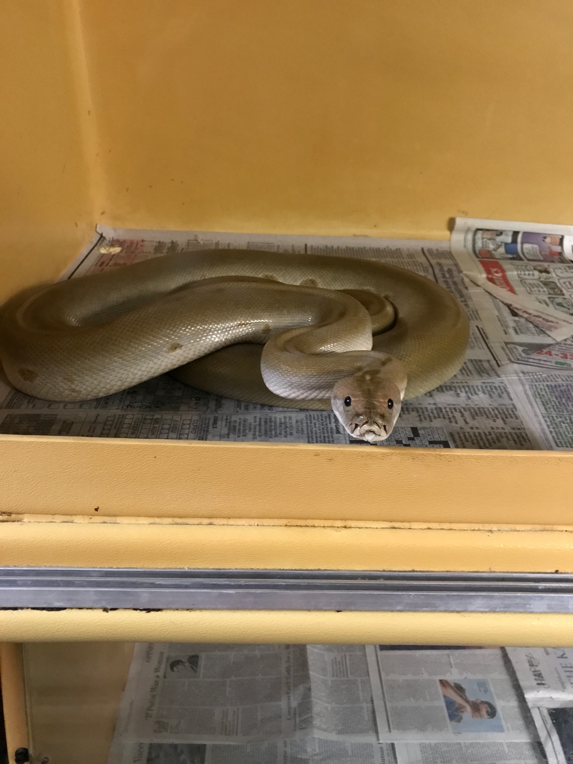 Green Dhet Albino/granite Burmese Python by Dr. Larry's Reptiles ...