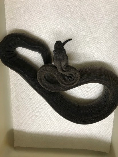 Super Motley Het Albino Boa Constrictor by Dr. Larry's Reptiles