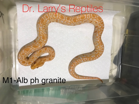 Albino Burm Ph Granite Burmese Python by Dr. Larry's Reptiles