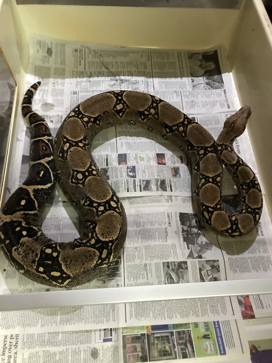Adult Female Boa Boa Constrictor by Dr. Larry's Reptiles - MorphMarket
