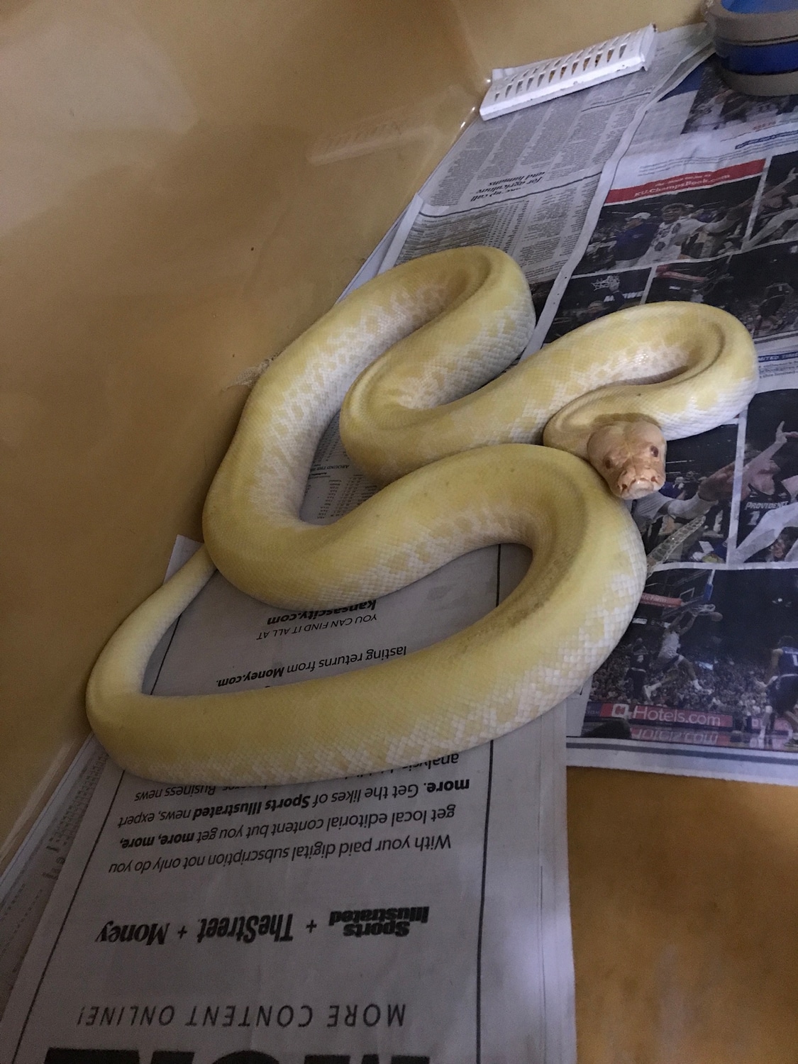 Pearl Granite Burmese Python by Dr. Larry's Reptiles - MorphMarket