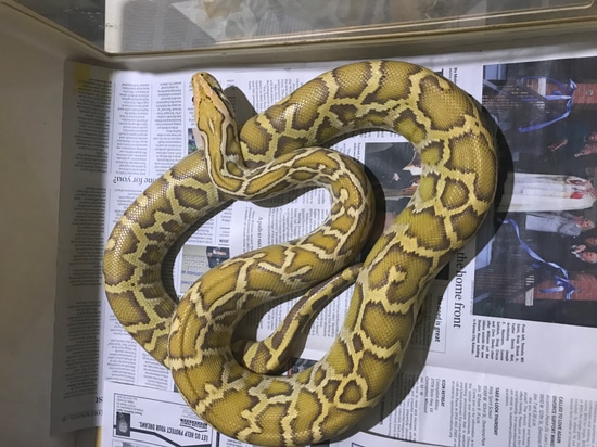 Caramel Burmese Python by Dr. Larry's Reptiles