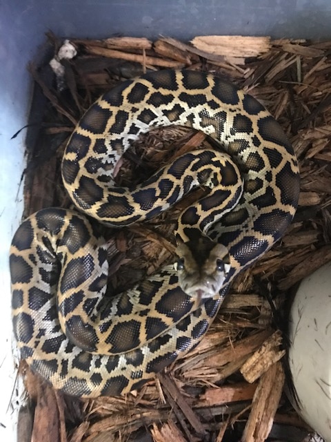 Het Albino Burmese Python by Dr. Larry's Reptiles - MorphMarket