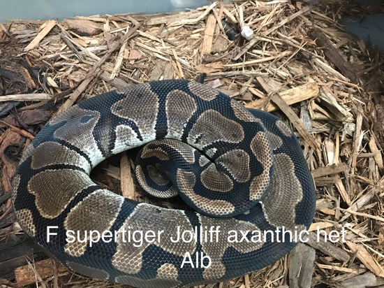 Supertiger Jolliff Axanthic Het Albino Ball Python by Dr. Larry's Reptiles