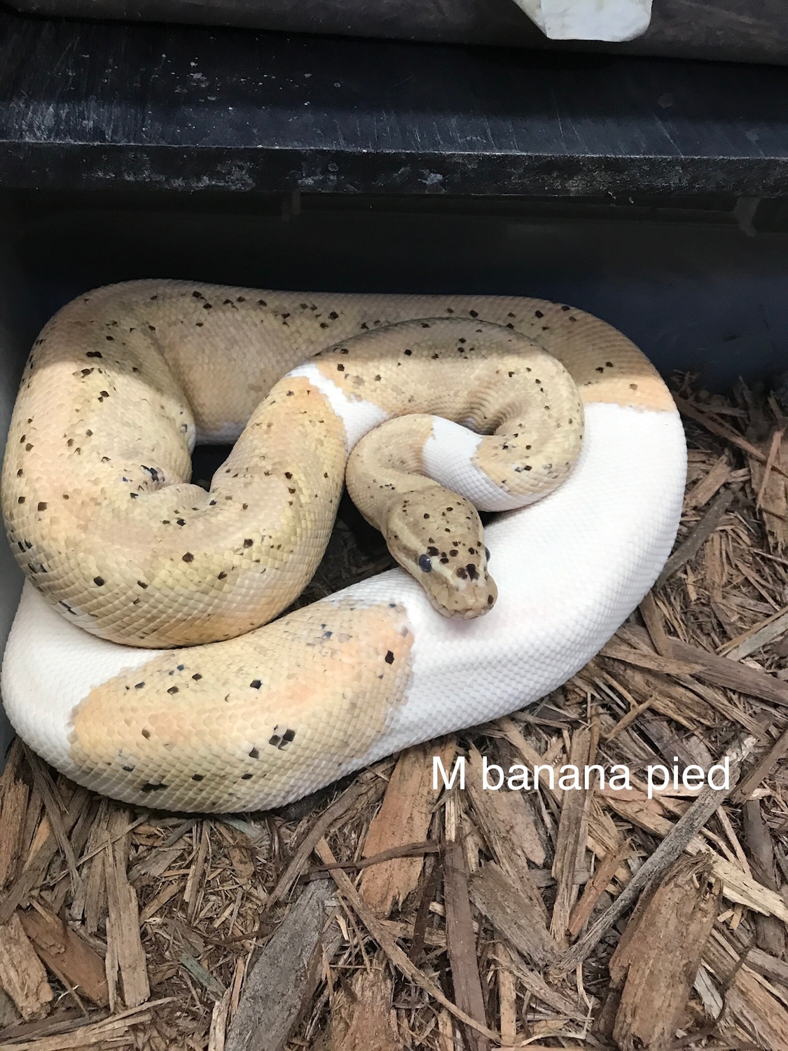 Banana Pied Ball Python by Dr. Larry's Reptiles - MorphMarket