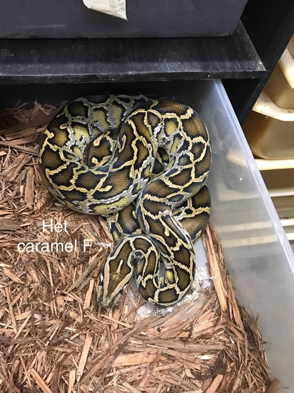 Het Caramel Burmese Python by Dr. Larry's Reptiles