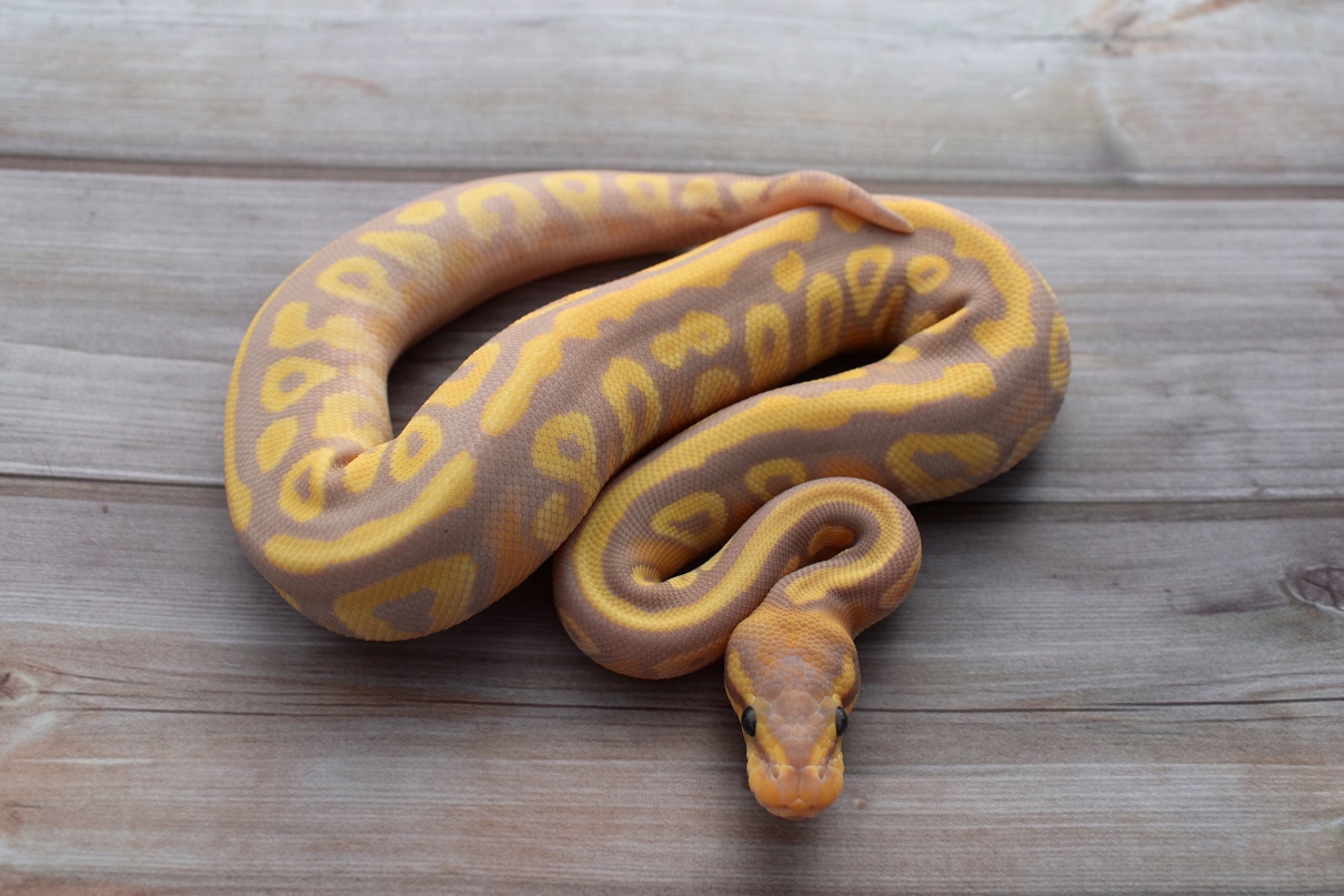 Banana Mojave Ball Python by Beach Ball Pythons - MorphMarket