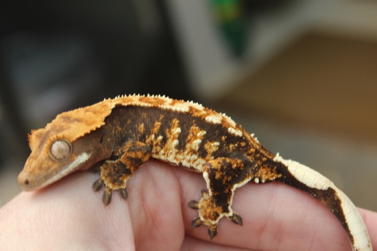 White Spot Tricolor Crested Gecko by AWOL Exotics