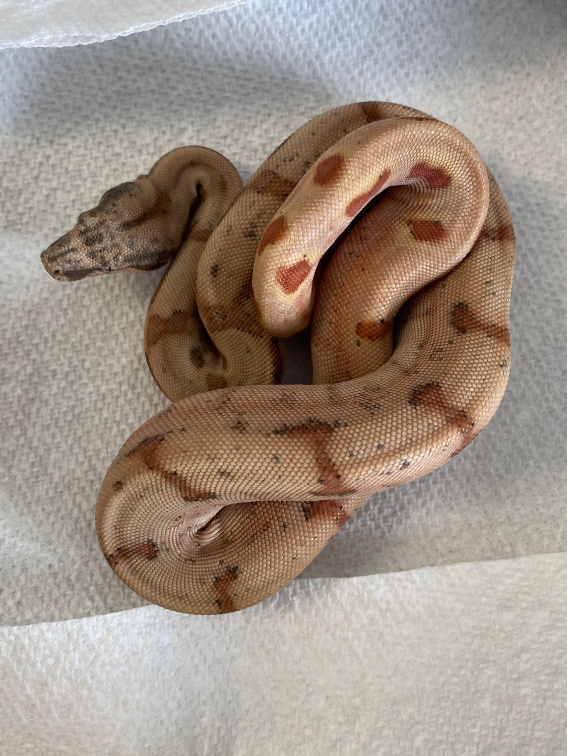 Sunset Boa Constrictor by Birds and Beasts Pet Shop - MorphMarket