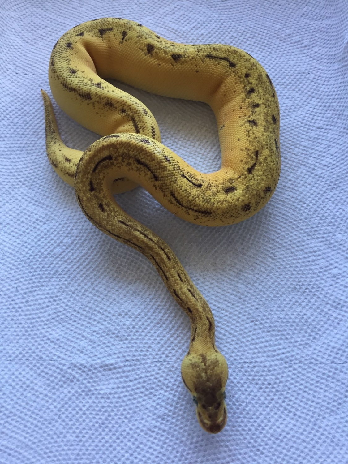 Pos Super Enchi Pastel Lesser Fire Pinstripe Yellowbelly Ball Python by ...