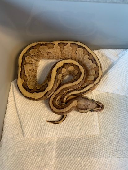 Vanilla Cream Ball Python by Birds and Beasts Pet Shop