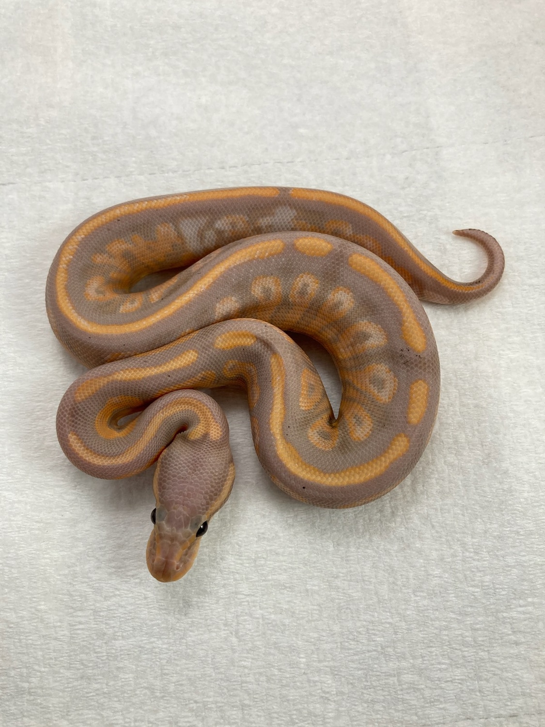 Black Pastel Banana 66% Het Pied Ball Python by Birds and Beasts Pet ...