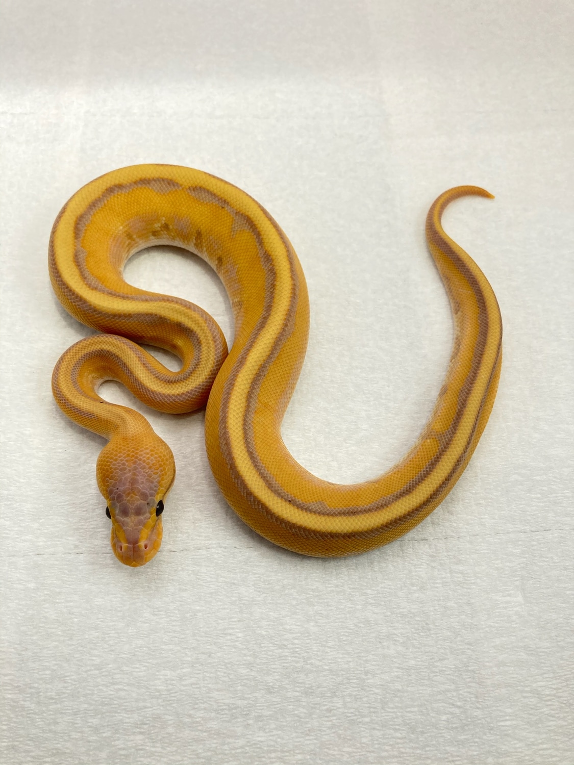 Banana Genetic Stripe Ball Python by Birds and Beasts Pet Shop ...
