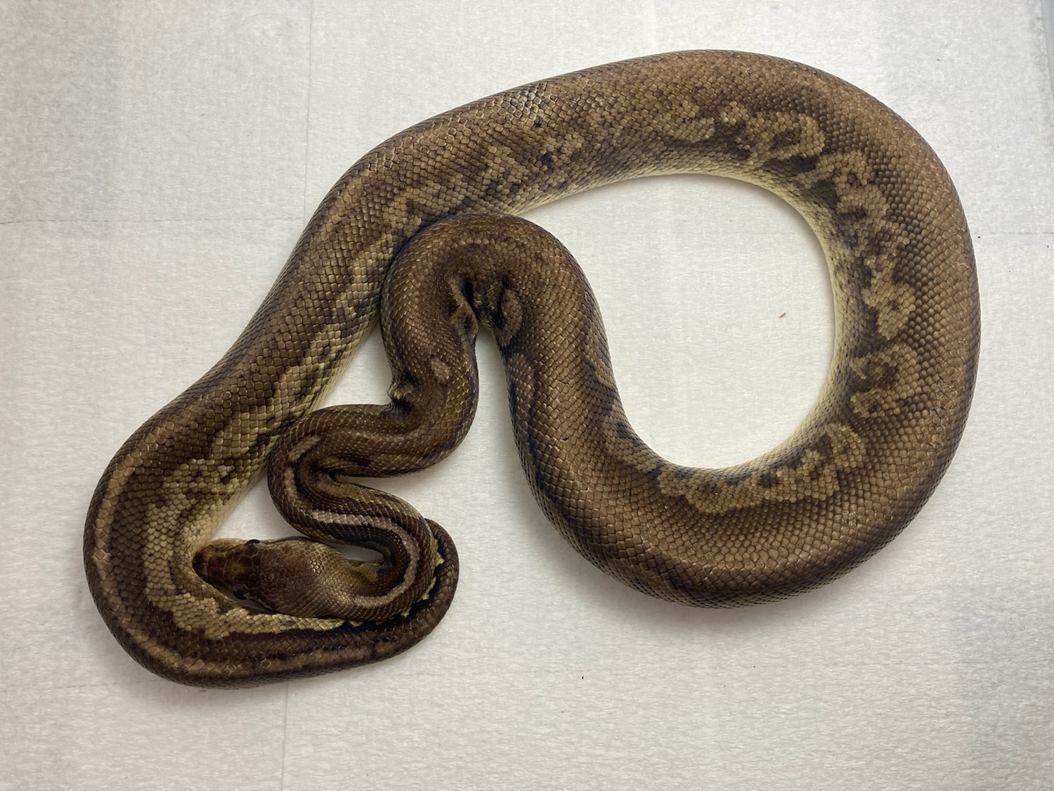Pewter Calico Ball Python by Birds and Beasts Pet Shop - MorphMarket
