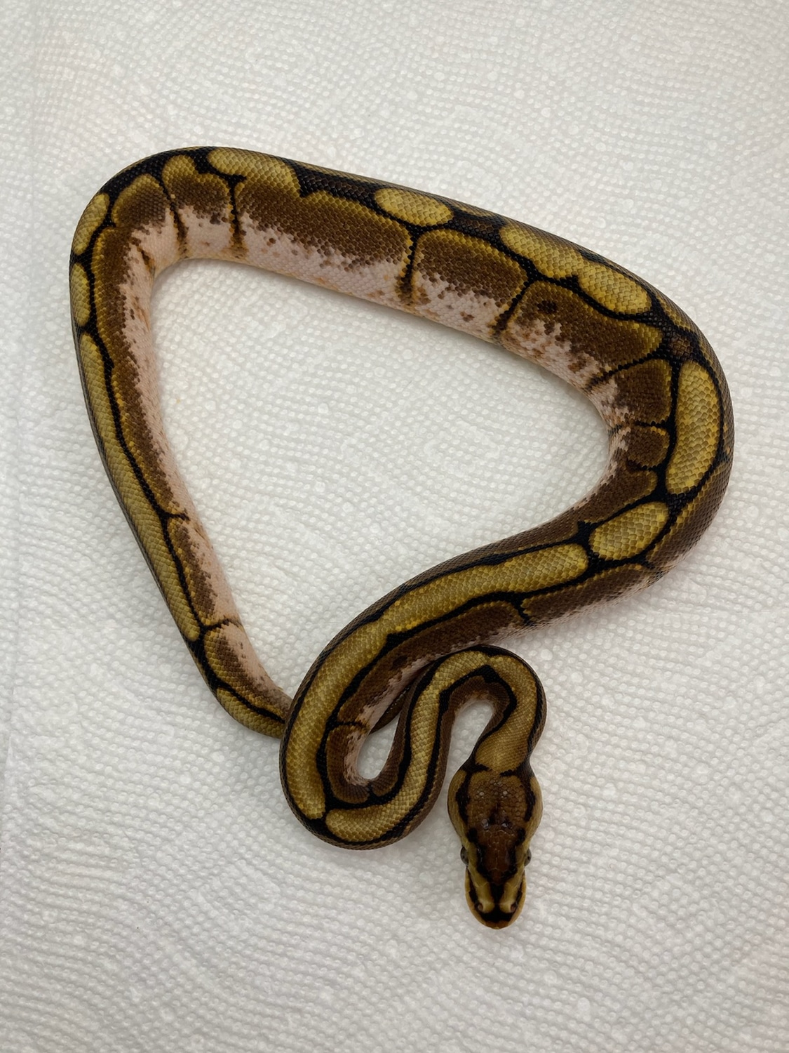 Fusion Spider Calico Ball Python by Birds and Beasts Pet Shop - MorphMarket