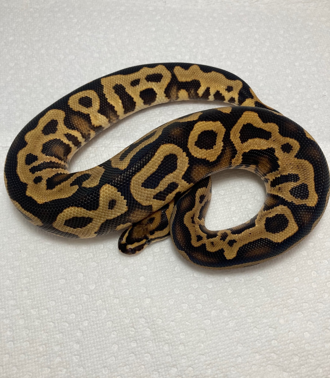 Leopard Fire Yellowbelly Het Clown Ball Python by Birds and Beasts Pet ...