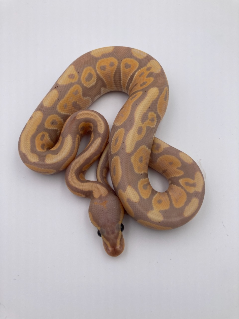 Coral Glow Het Clown Ball Python by Birds and Beasts Pet Shop - MorphMarket