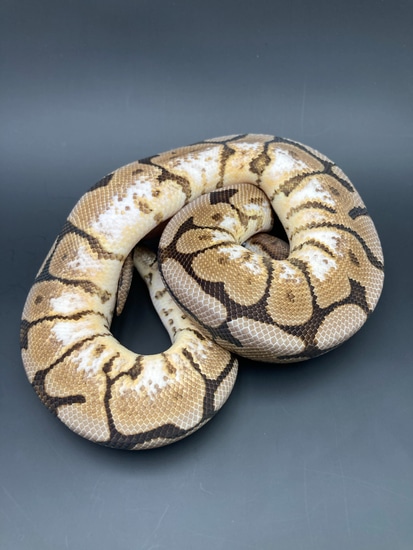 Black Pastel Spider Pos Mojave Ball Python by Birds and Beasts Pet Shop