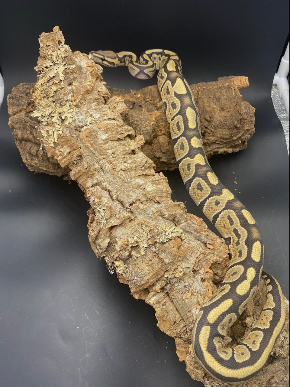 Ghi Hypo Ball Python by Birds and Beasts Pet Shop - MorphMarket