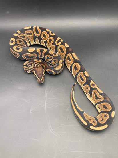 Marvel Ball Python by Birds and Beasts Pet Shop