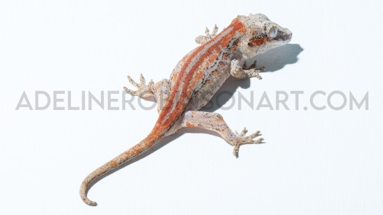 EXTREME RED STRIPE Gargoyle Gecko by Birds and Beasts Pet Shop
