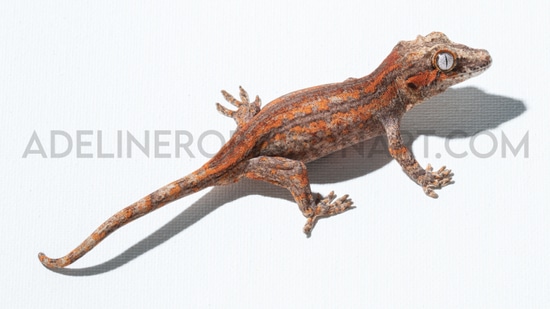 EXTREME RED STRIPE Gargoyle Gecko by Birds and Beasts Pet Shop