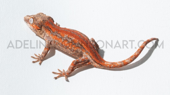 EXTREME RED STRIPE Gargoyle Gecko by Birds and Beasts Pet Shop
