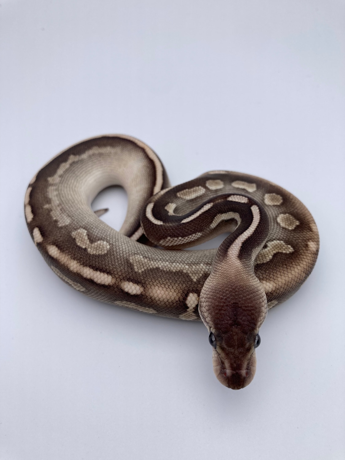 Chocolate Black Pastel Ball Python by Birds and Beasts Pet Shop ...