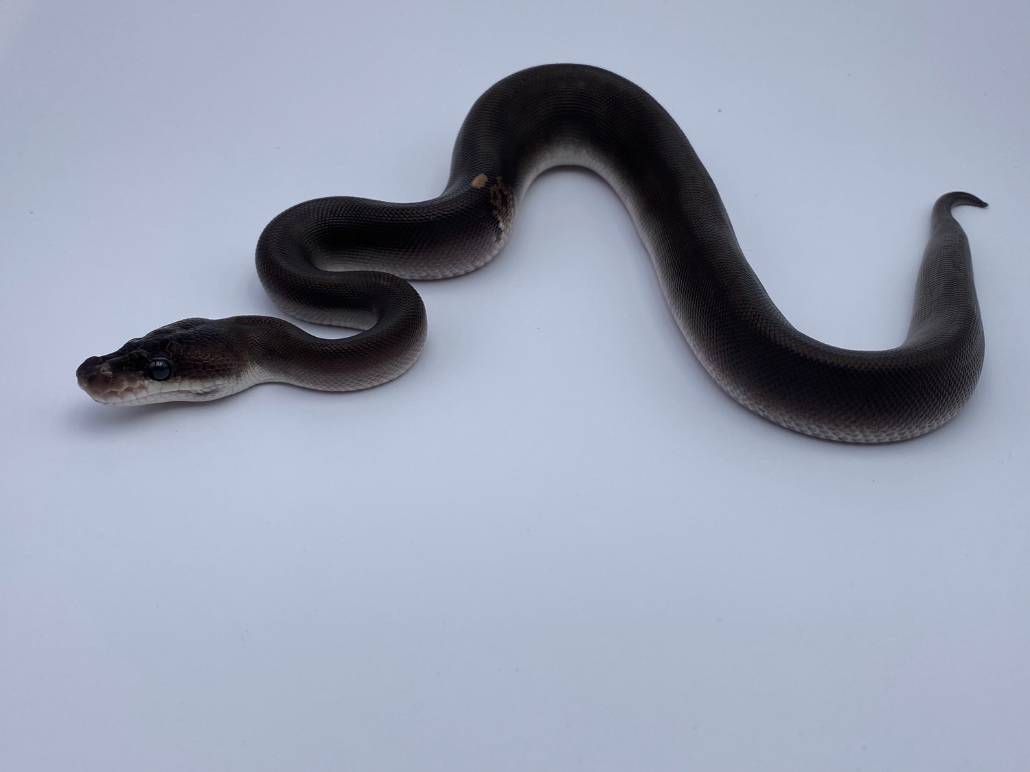 Super Black Pastel Het Albino Paradox Ball Python by Birds and Beasts ...