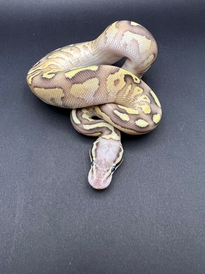 Lesser Firefly Ball Python by Birds and Beasts Pet Shop