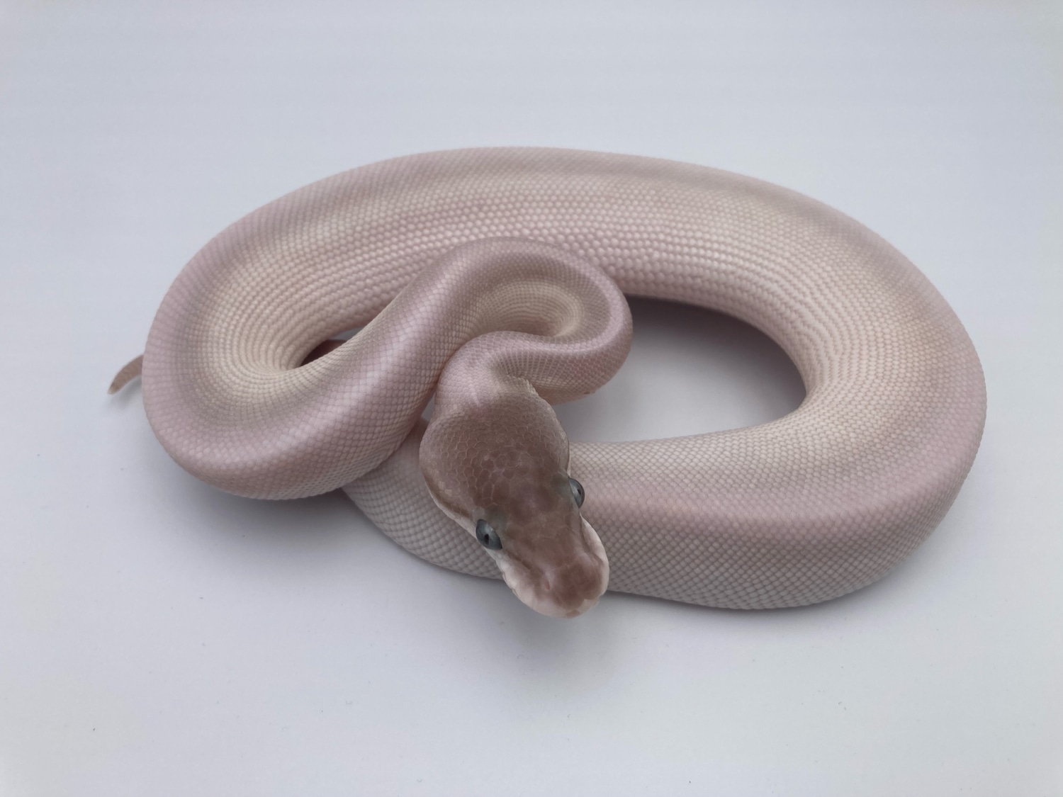 Super Mojave Ball Python by Birds and Beasts Pet Shop - MorphMarket