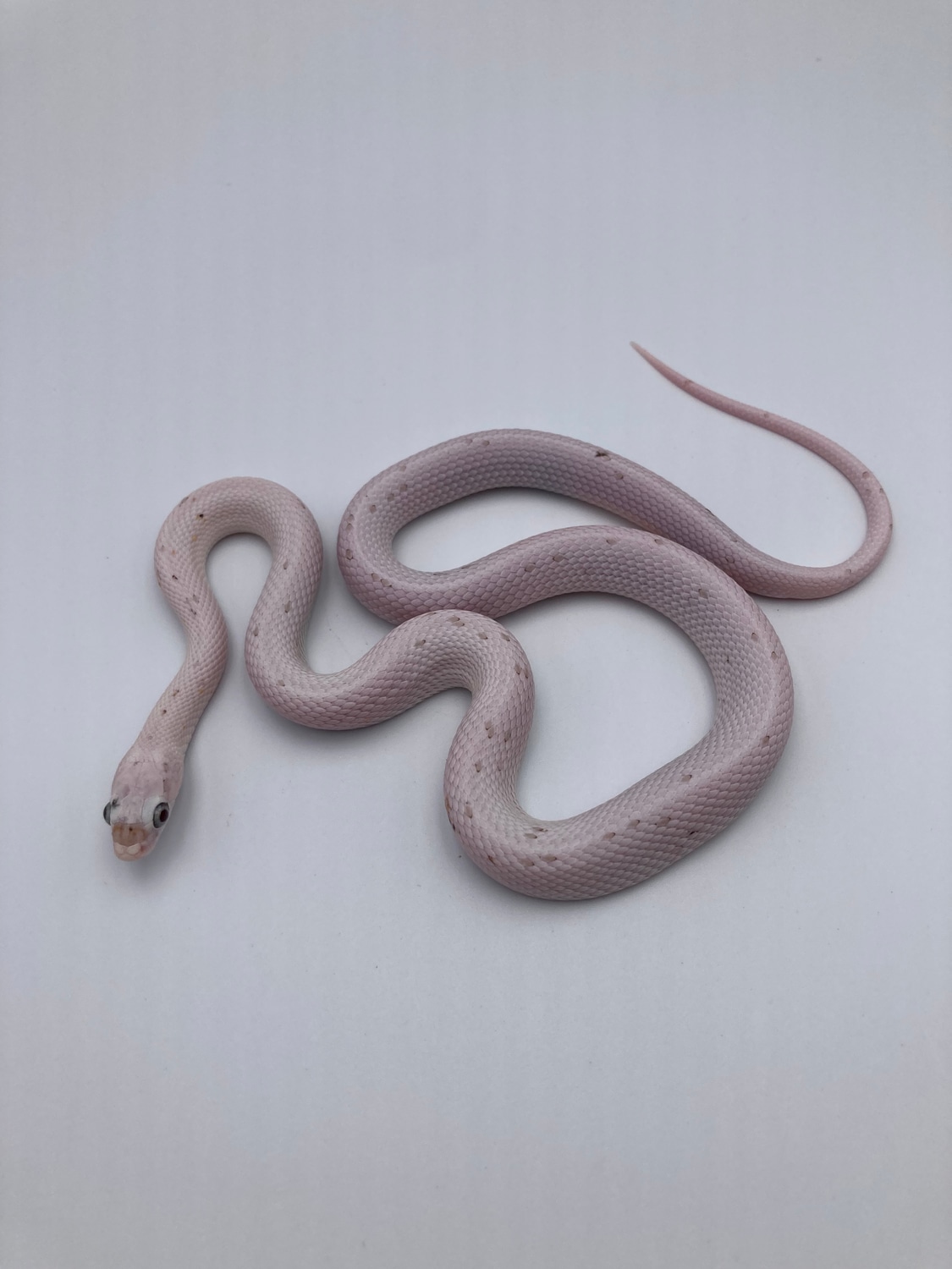 Anery Palmetto Het Amel Corn Snake by Birds and Beasts Pet Shop ...