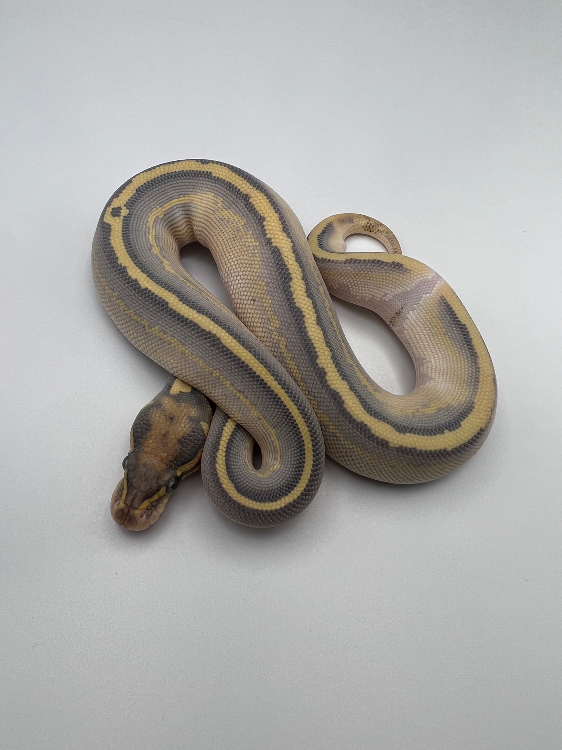 Leopard Butter Highway Ball Python by Birds and Beasts Pet Shop ...