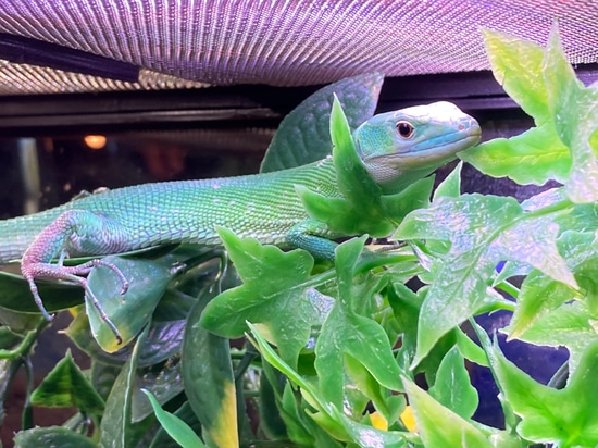Captive Bred Green Keel-bellied Lizard Lacerta by Birds and Beasts Pet Shop