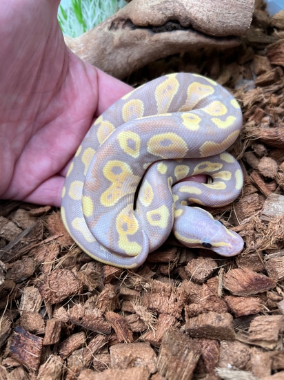 Banana Chocolate Ball Python by Birds and Beasts Pet Shop