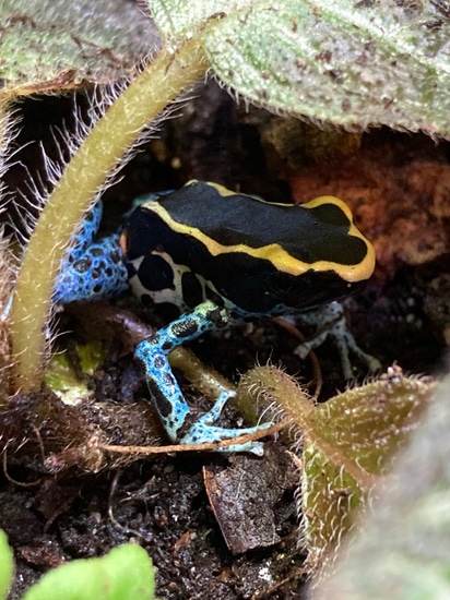 Powder Blue Dyeing Dart Frog by Birds and Beasts Pet Shop