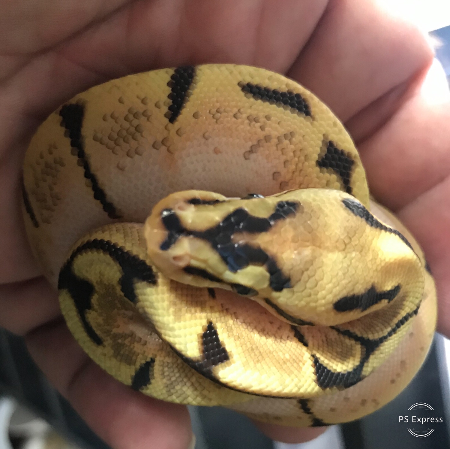Enchi Orange Dream Spider Ball Python by Blackside Ball Pythons ...