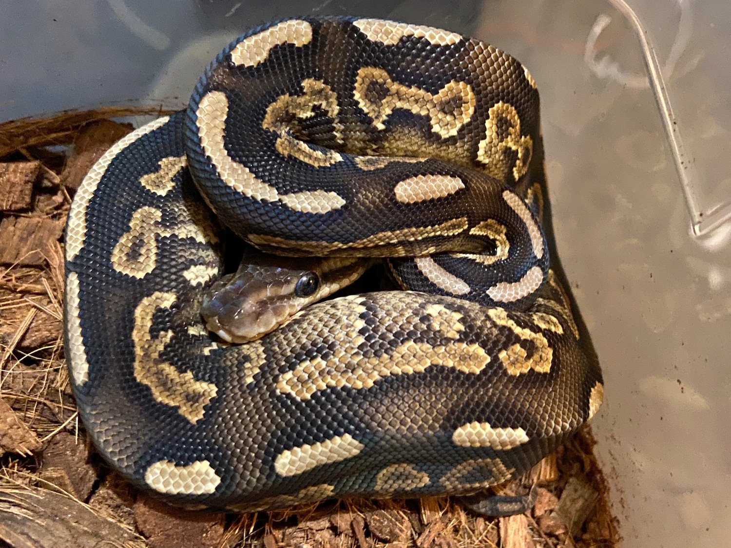 Cinnamon YellowBelly (Smoking) Ball Python by Blackside Ball Pythons ...