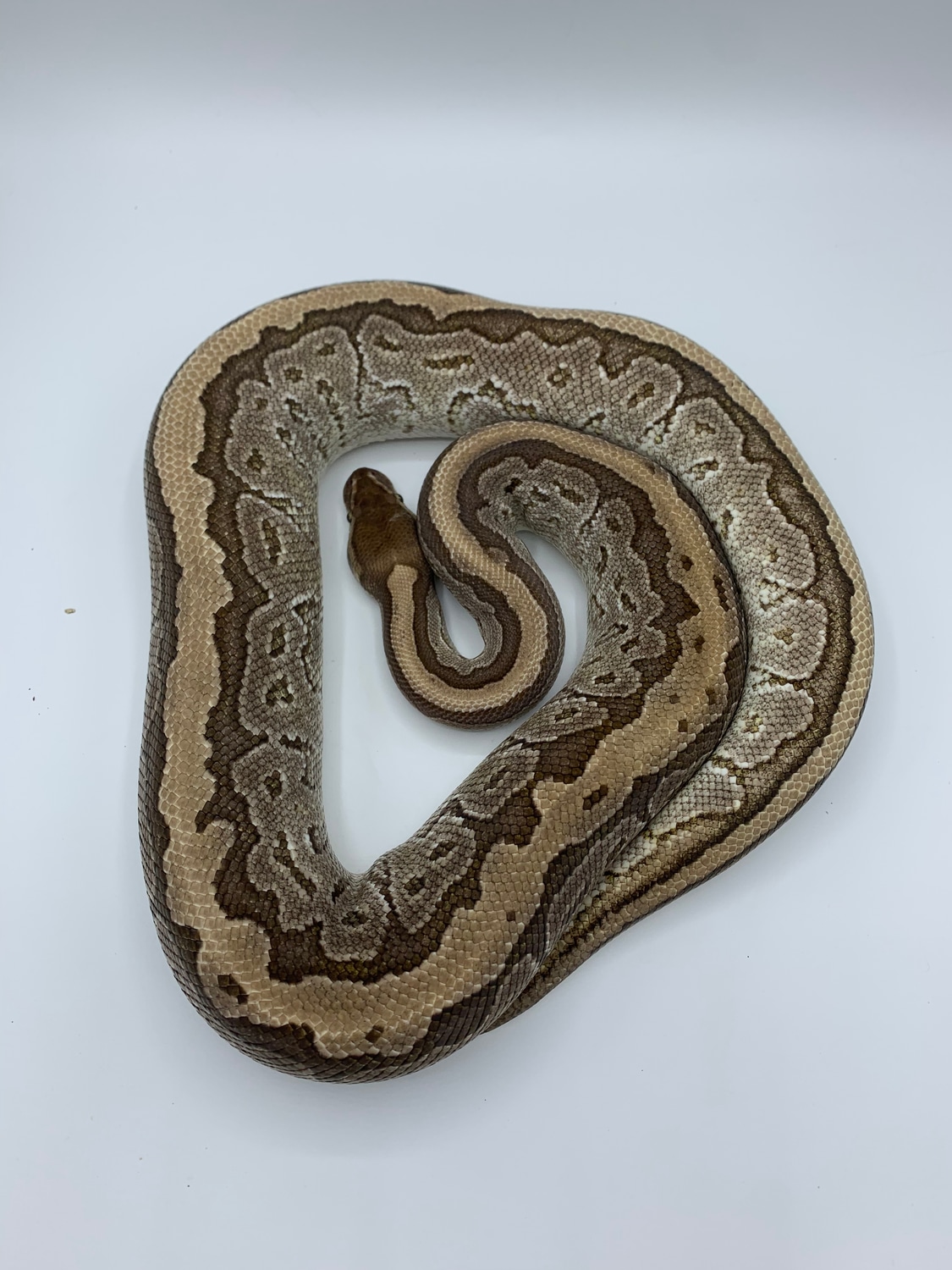Jigsaw Ball Python by Bourbon Ball Pythons - MorphMarket