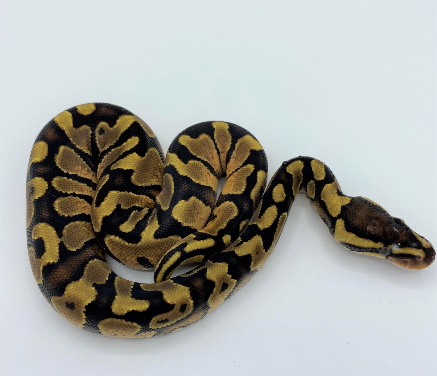 Enchi Asphalt/YB Ball Python by Bourbon Ball Pythons - MorphMarket