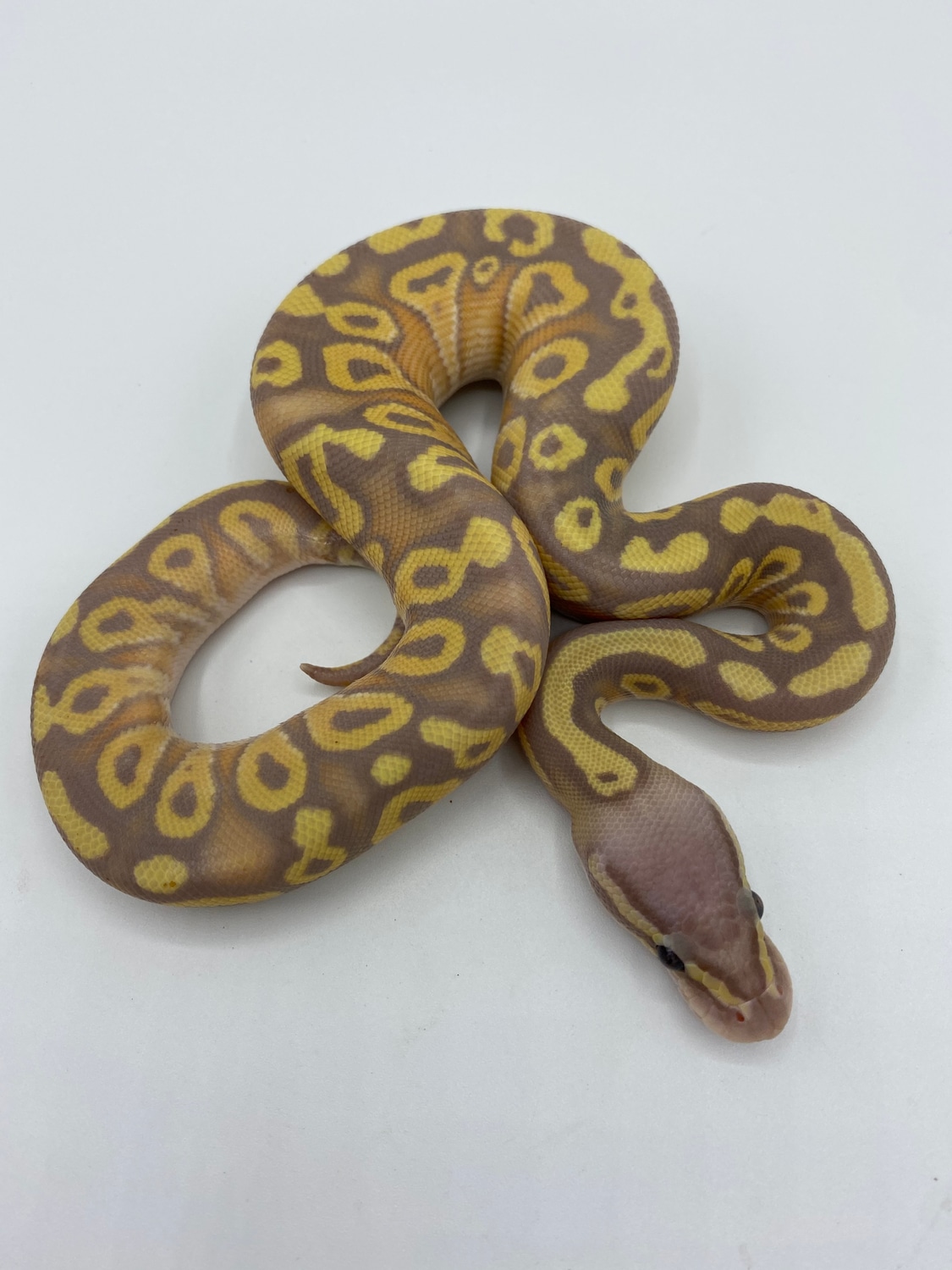 Pastel Mojave Banana 50% Het Clown Ball Python by Bourbon Ball Pythons ...