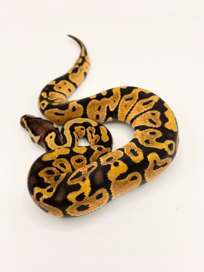 Pastel Double Het VPI Axanthic Desert Ghost Ball Python by Bourbon Ball ...
