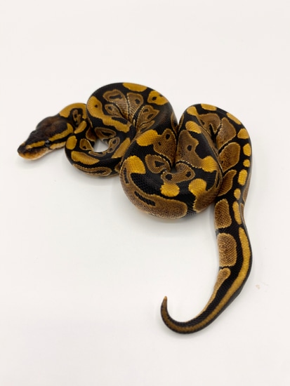 Double Het VPI Axanthic Desert Ghost Ball Python by Bourbon Ball Pythons