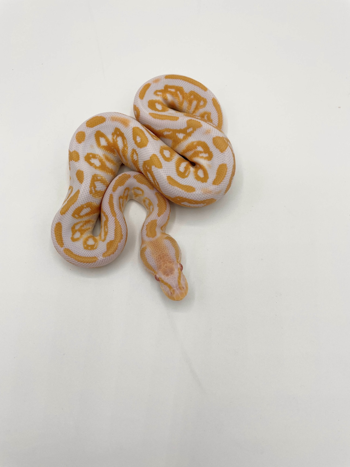 Black Pastel Albino Or Candino Ball Python by Bourbon Ball Pythons ...