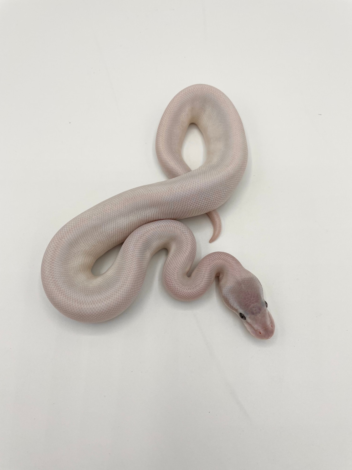 Super Mojave Pos Enchi Ball Python by Bourbon Ball Pythons - MorphMarket