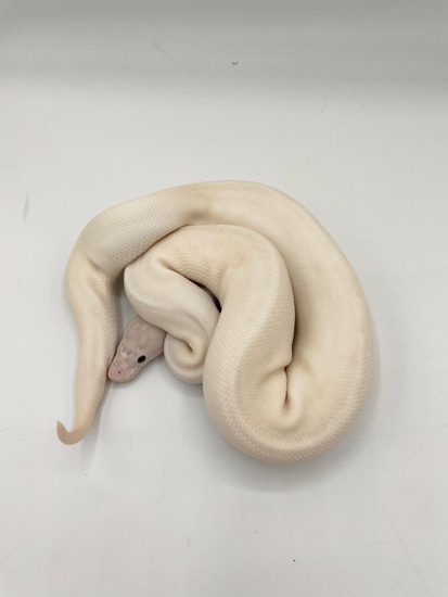 Banana Ivory Ball Python by Bourbon Ball Pythons