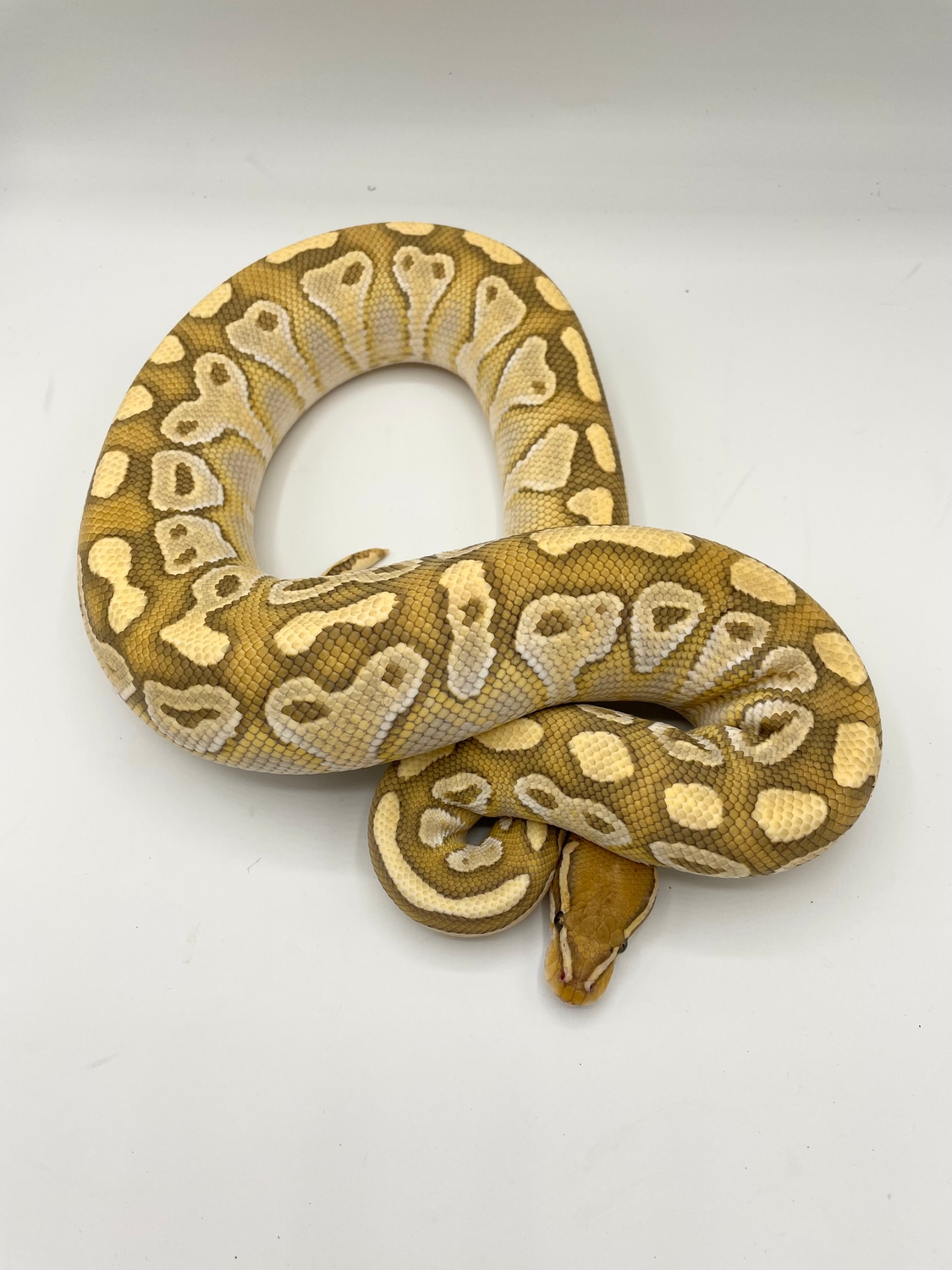 Lesser Hypo Het Clown Ball Python by Bourbon Ball Pythons - MorphMarket