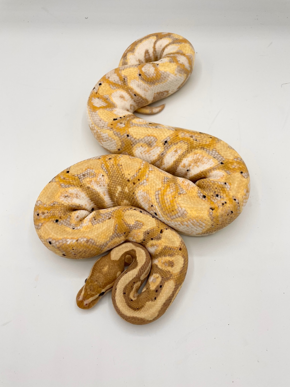 Banana Calico Yellow Belly Het Clown Ball Python by Bourbon Ball ...