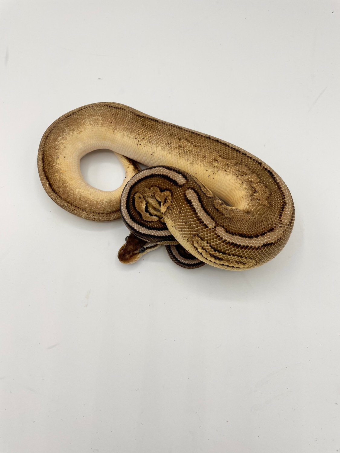 Pewter Sandblast Het Clown 50% Het Pied Ball Python by Bourbon Ball ...